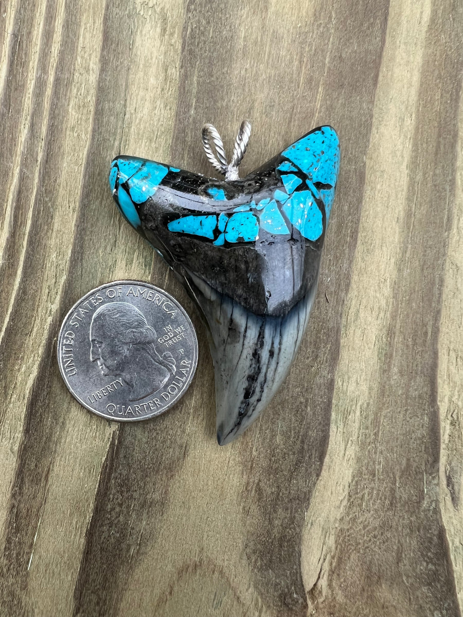 2 3/8 Inch Turquoise Gemstone Inlayed Parotodus Benedeni Shark Tooth P ...