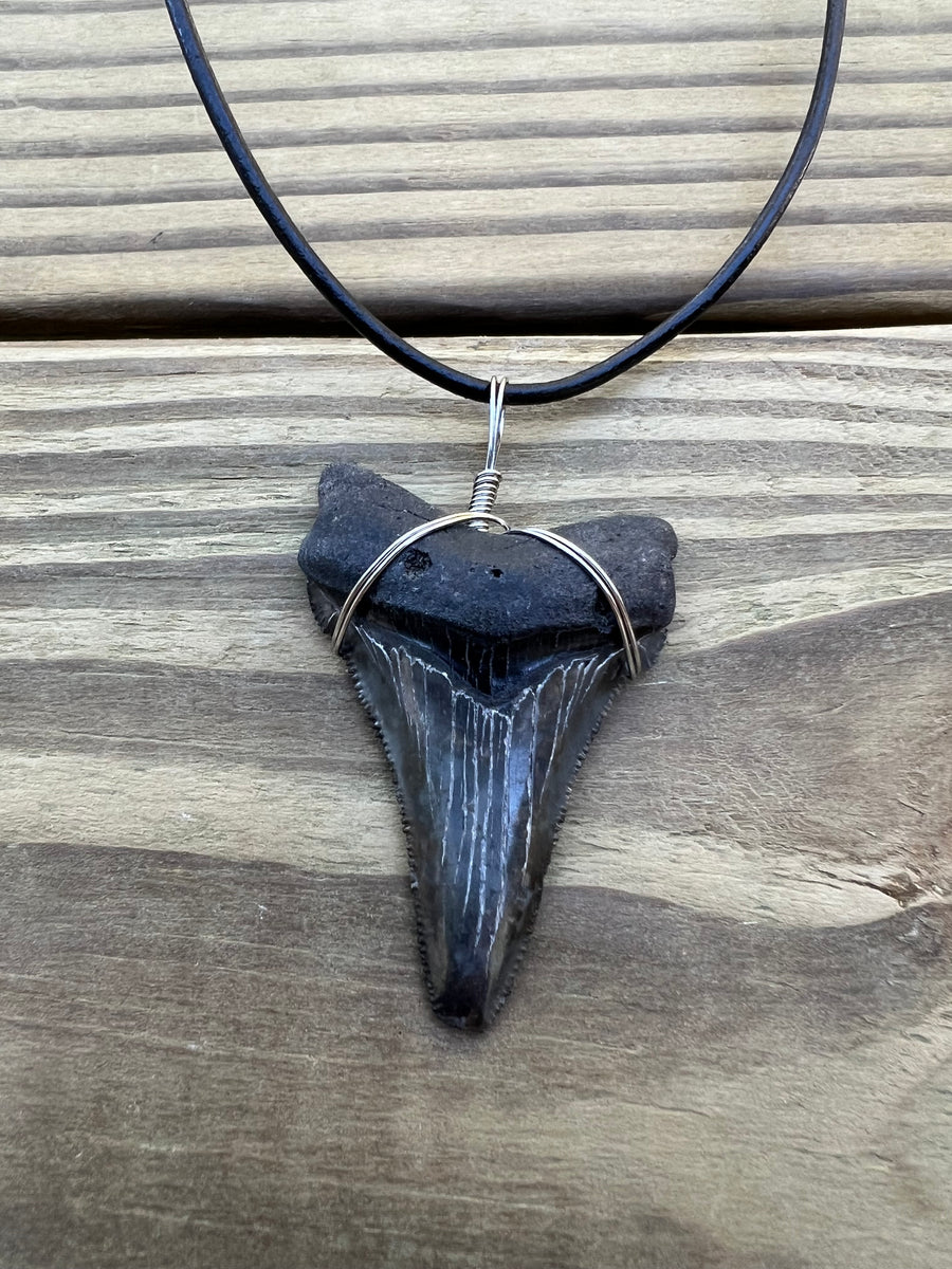 2 inch Fossil Angustiden Shark Tooth Necklace – Real Shark Tooth Necklaces