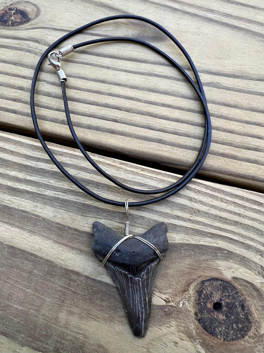 2 inch Fossil Angustiden Shark Tooth Necklace – Real Shark Tooth Necklaces