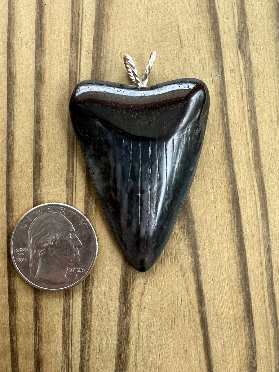 2 1/8 Inch Polished Great White Shark Tooth Pendant – Real Shark Tooth ...