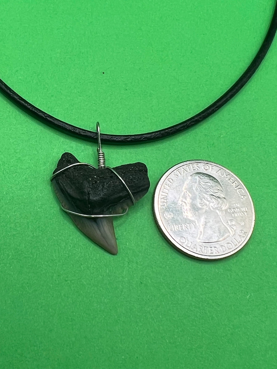 Plain Fossilized Tiger Shark Tooth Necklace - Right Tip – Real Shark ...